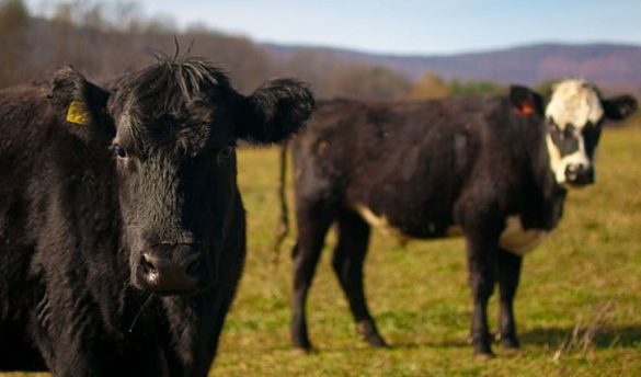Cattle Mutilations The Fbi Investigation Historic Mysteries