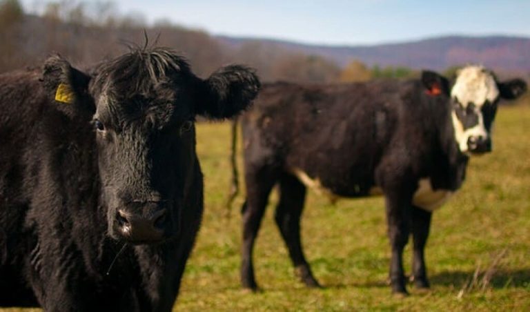 Cattle Mutilations: The FBI Investigation - Historic Mysteries