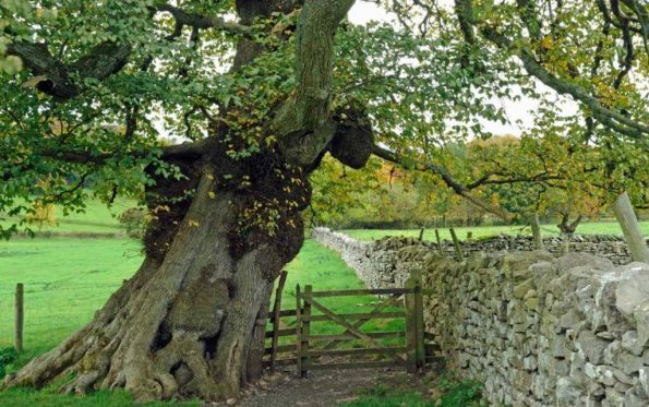 The Mystery of Who Put Bella in the Wych Elm? - Historic Mysteries