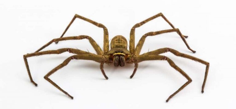 Ukraine’s Mutant Spider - Historic Mysteries