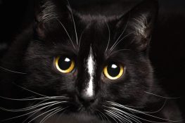 The Nazi Grail Hunter - Otto Rahn - Historic Mysteries