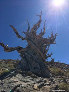 Oldest Tree in the World Hidden in California's White Mountains