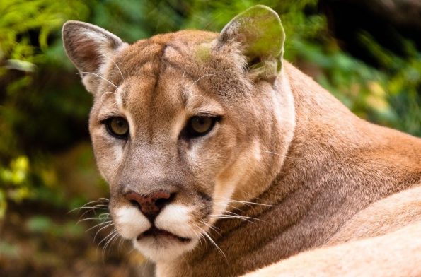 Bennington Triangle Disappearances - Historic Mysteries