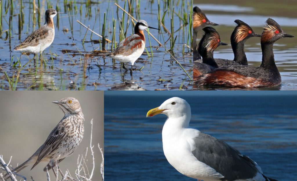 Mono Lake and Its Sea of Natural Mysteries - Historic Mysteries