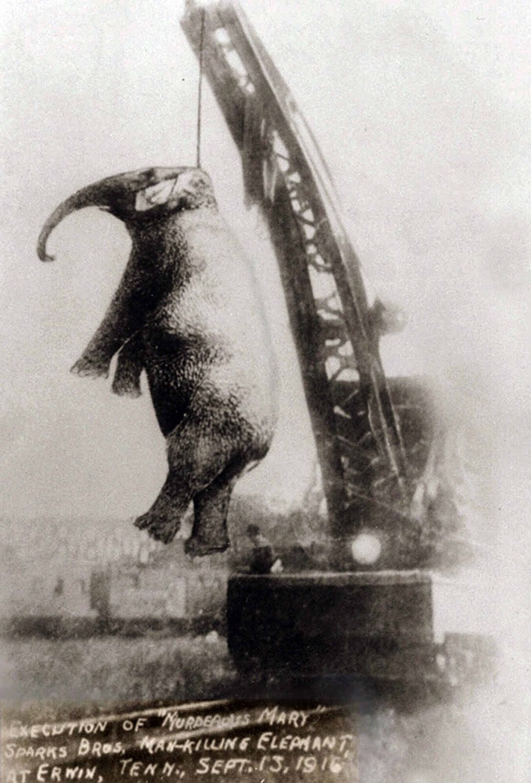 Tennessee Town Hangs Murderous Mary the Elephant - Historic Mysteries