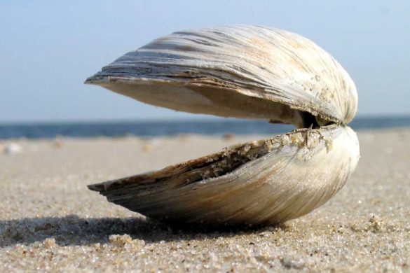 Origin of Santa Claus and Krampus - Historic Mysteries