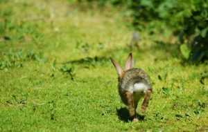 Medical Miracle or Total Fraud: Did Mary Toft Give Birth to Rabbits ...