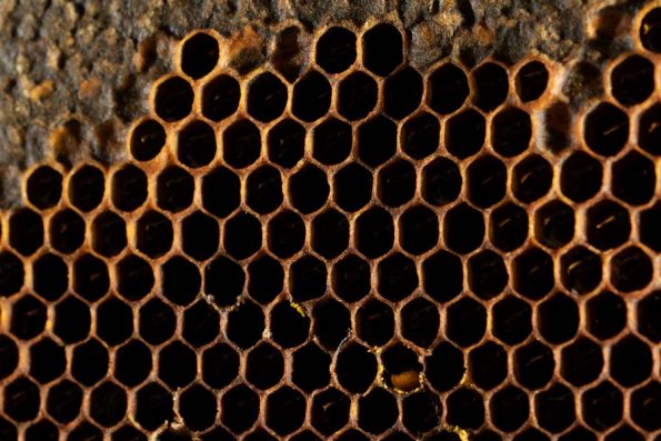 Medicine, Cannibalism and Honey: Who, Or What, Was The Mellified Man ...