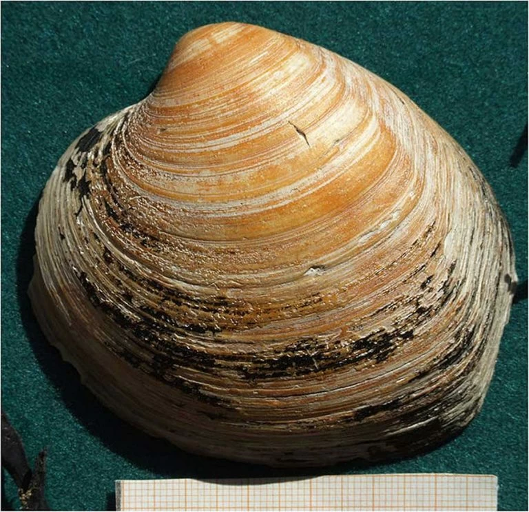 Ming the Clam: Why Did Scientists Kill The Oldest Known Animal ...