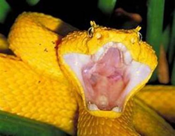 The Most Dangerous Place On Earth? Brazil’s Snake Island - Historic ...