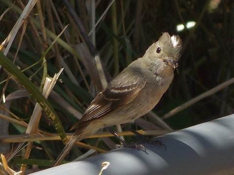 The Most Dangerous Place On Earth? Brazil’s Snake Island - Historic ...