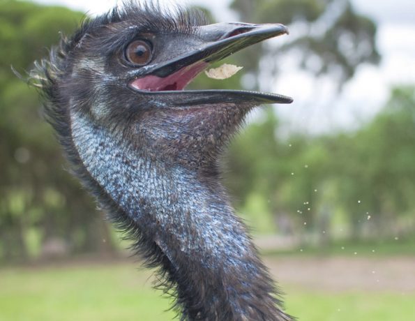 The Great Emu War of 1932: How did Australia Lose a War to Emus ...