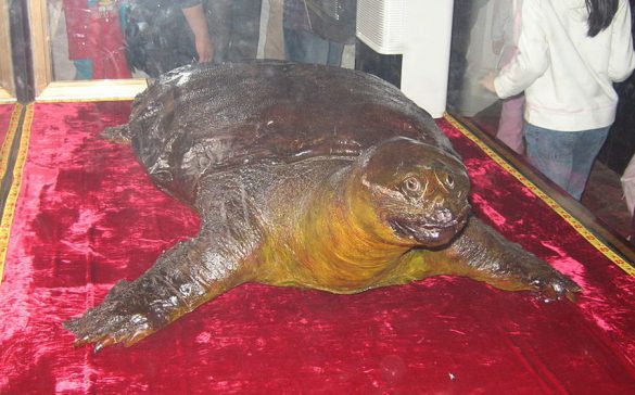 Is the Hoàn Kiếm Turtle still Out There? - Historic Mysteries