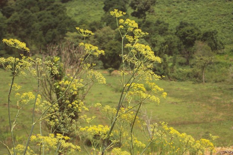 What Was Silphium? Lost Wonder Drug of the Romans - Historic Mysteries