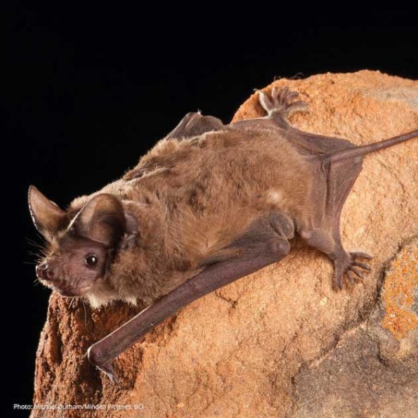 The Bat Bombs of WWII: Presidentially Approved, Totally Crazy ...