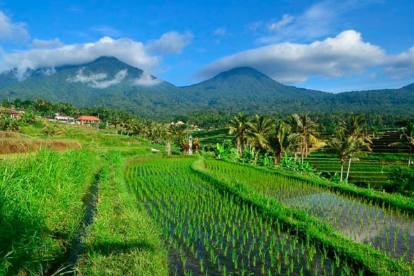 Tri Hita Karana: The Mystical Philosophy of Bali Rice Terraces ...