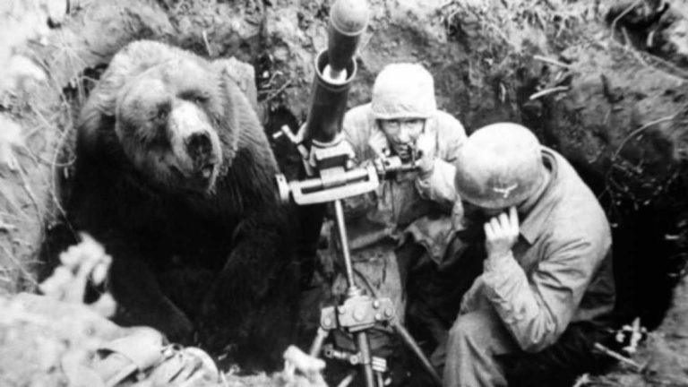 The Right To Bear Arms: The Famous Polish Corporal Wojtek - Historic ...