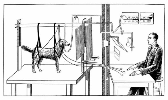 Vladimir Demikhov: The Soviet Surgeon and His Bizarre Two-Headed Dogs ...