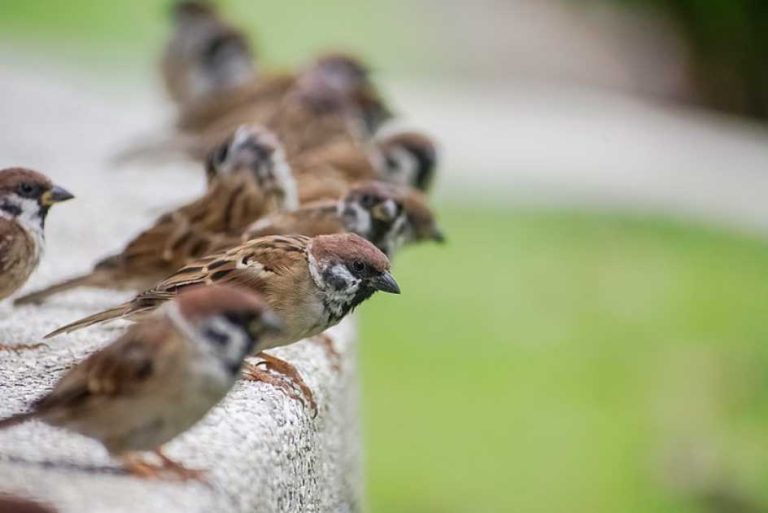 The Four Pests Campaign: Accidental Chinese Genocide? - Historic Mysteries