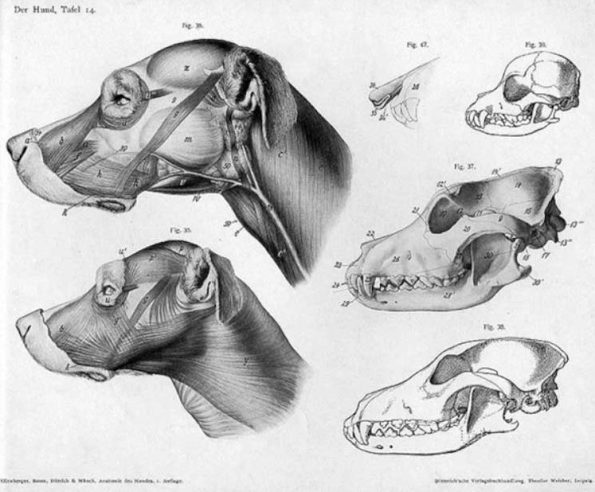 Vladimir Demikhov: The Soviet Surgeon and His Bizarre Two-Headed Dogs ...