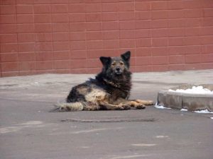 Vladimir Demikhov: The Soviet Surgeon and His Bizarre Two-Headed Dogs ...