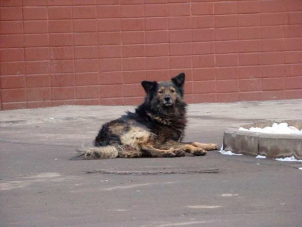 Vladimir Demikhov: The Soviet Surgeon and His Bizarre Two-Headed Dogs ...