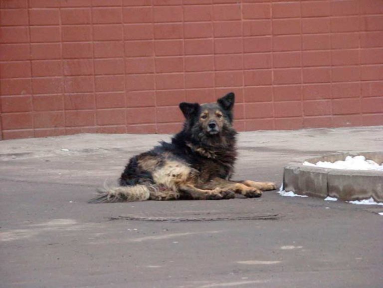 Vladimir Demikhov: The Soviet Surgeon and His Bizarre Two-Headed Dogs ...