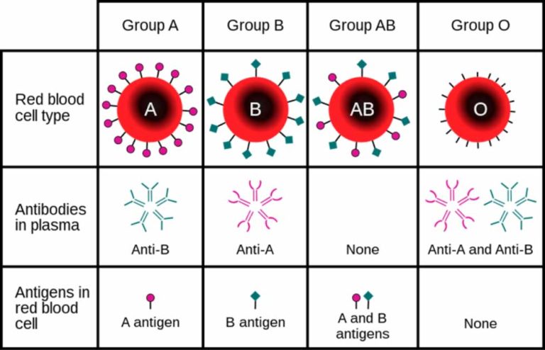 The Evolutionary Mystery of Blood Types: A Hidden Advantage? - Historic ...