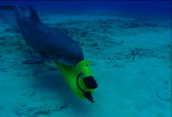 Military Marine Mammals: A History of Exploding Dolphins - Historic ...