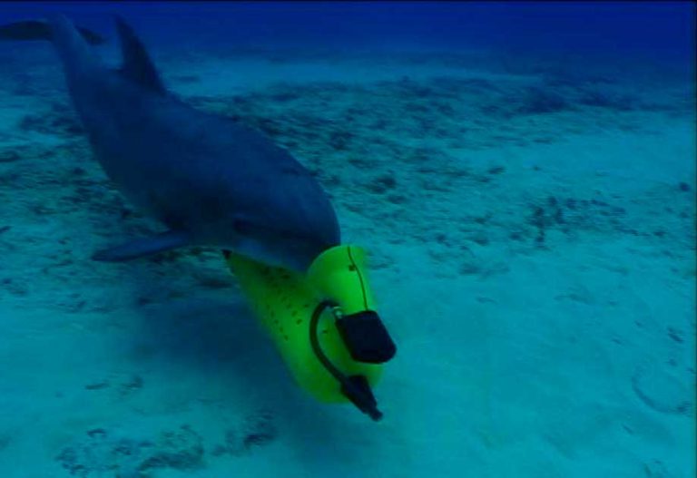 Military Marine Mammals: A History of Exploding Dolphins - Historic Mysteries