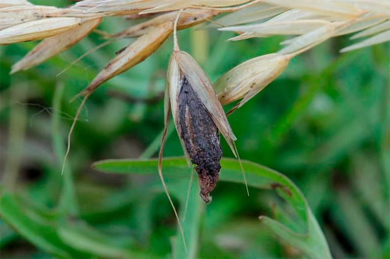 What was Kykeon? Greek Beverage that Revealed the Gods - Historic Mysteries