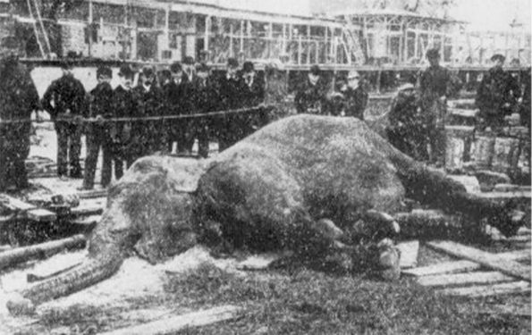 The Electrocution of Topsy the Elephant - Historic Mysteries