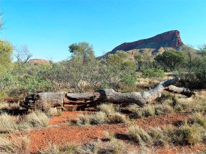 Lasseter's Reef and the Lost Gold of Australia - Historic Mysteries