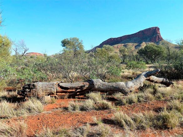 Lasseter's Reef and the Lost Gold of Australia - Historic Mysteries
