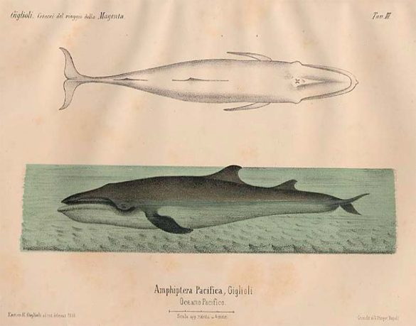 Monsters of the Deep? The Truth about Cryptid Whales - Historic Mysteries