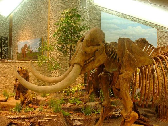 Rewriting History: What do the Cerutti Mastodons Show Us? - Historic ...
