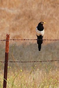 Barbed Wire: the Most Transformative Invention in US History ...