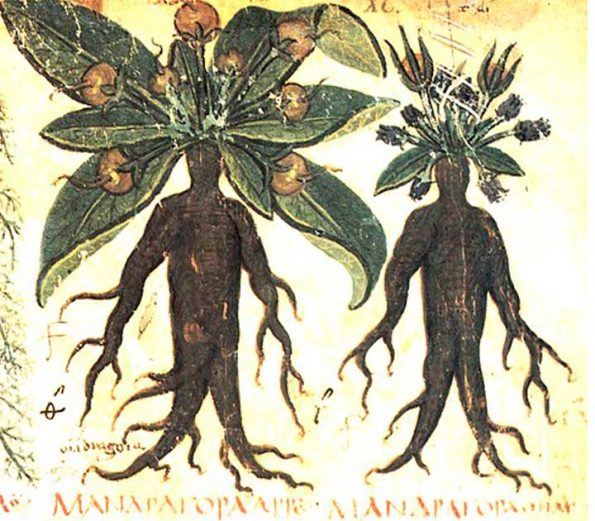 Hand of Glory: The Dark Power of the Hand of a Hanged Man - Historic ...