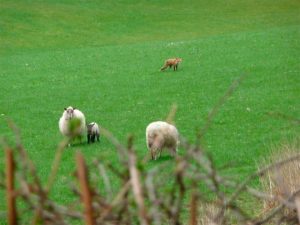 What Caused The Great Sheep Panic of 1888? - Historic Mysteries
