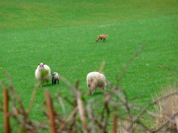 What Caused The Great Sheep Panic of 1888? - Historic Mysteries