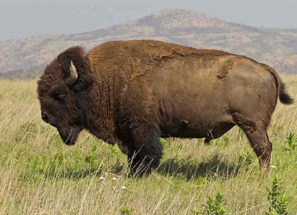 The Buffalo Jump: Hunting with Gravity, Native American Style ...